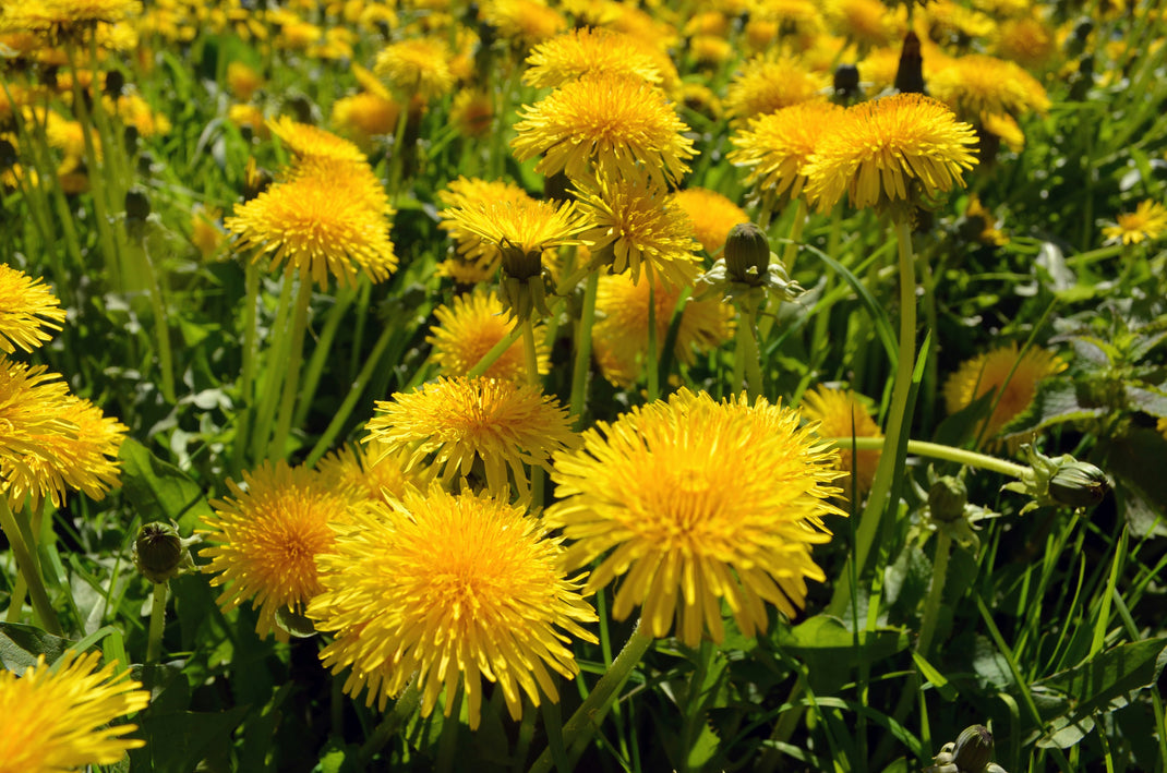 Dandelion Root - Explore the Medicinal Properties of this Amazing Plant ...